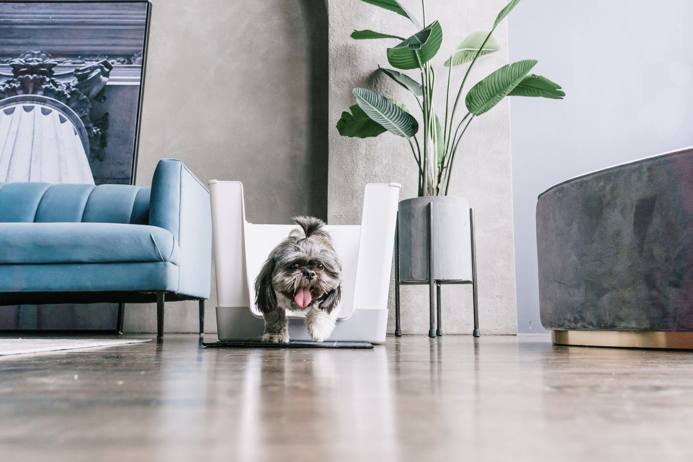 Doggy Bathroom | Smart Indoor Potty Solution for Small Dogs in Canada ...