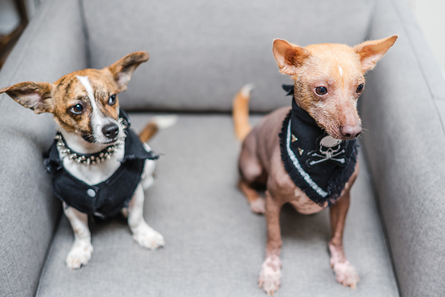 Potty Training Dogs: Proven Tips & Techniques for Success ...