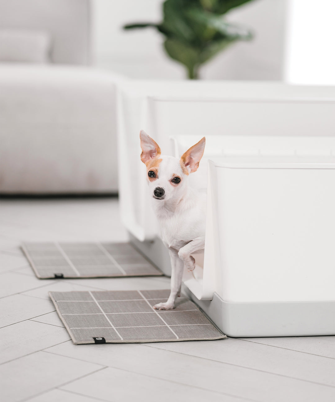 Doggy Bathroom | Smart Indoor Potty Solution for Small Dogs in Canada ...